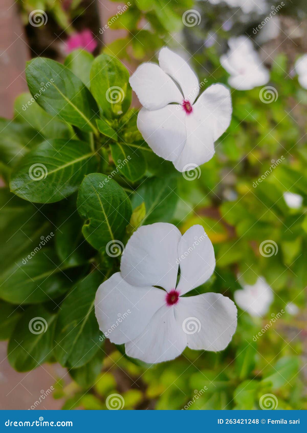 White Flower at the Beginning Stock Photo - Image of blossom, beginning ...