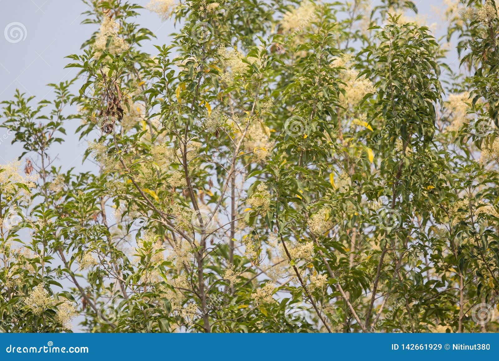White Flower in Blue Sky or Fraxinus Griffithii Tree Stock Image ...