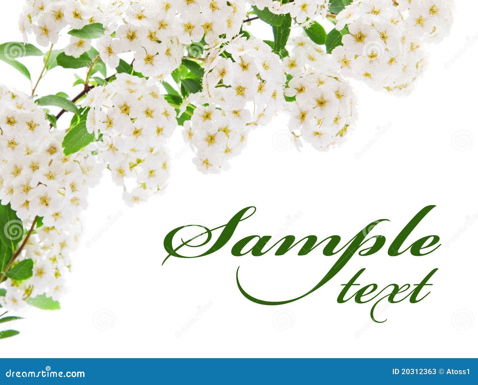 White flower border stock image. Image of background - 20312363