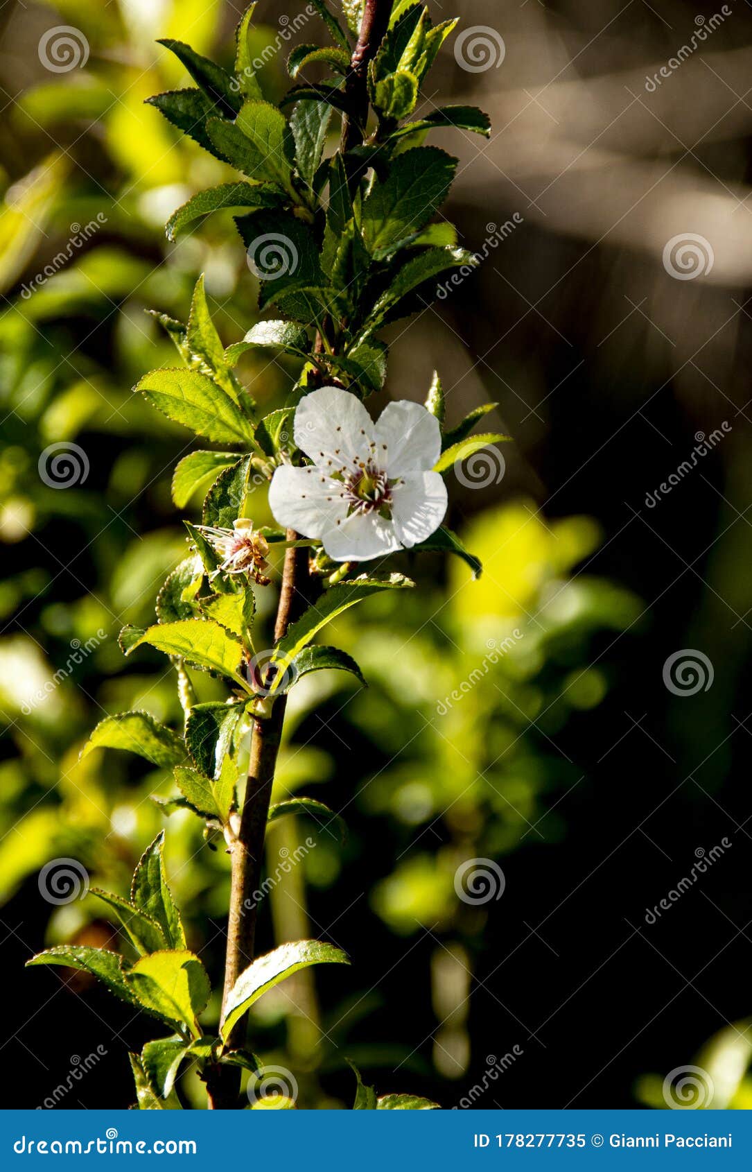White flower on a branch stock image. Image of nature - 178277735