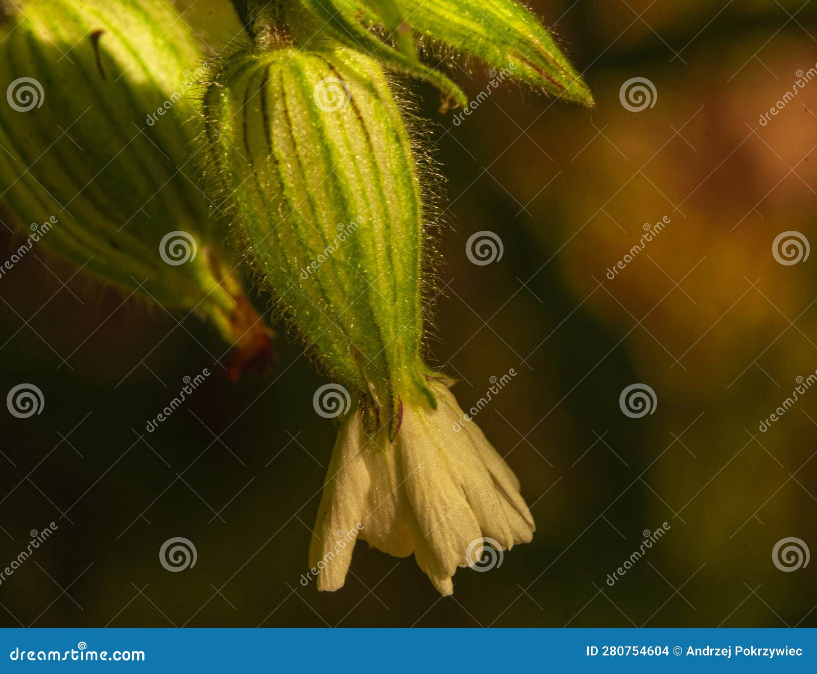 White Flower Bud Close Up in the Spring Time Stock Photo - Image of ...