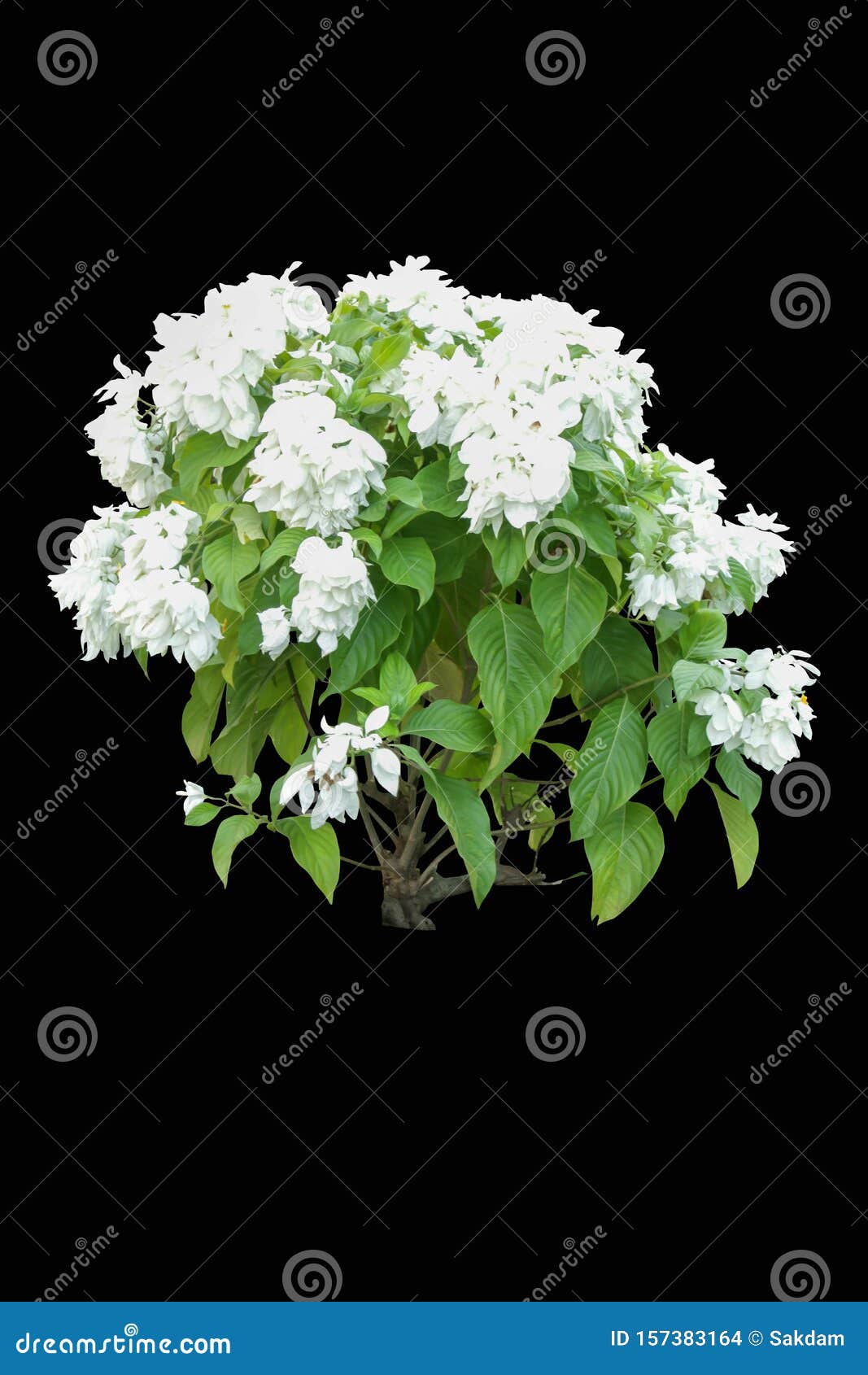 Flower Bush Tree Isolated with Clipping Path Stock Photo - Image of ...