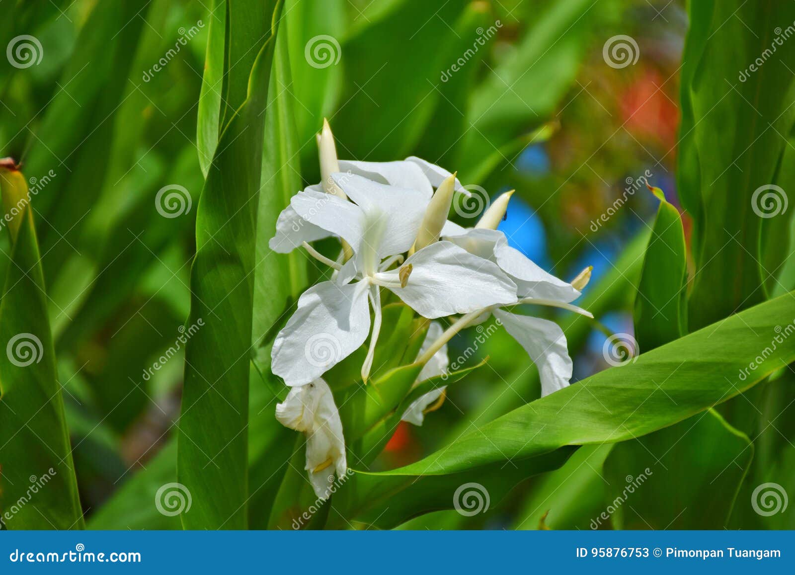 White Flower Butterfly Lily. Stock Image - Image of lily, garland: 95876753