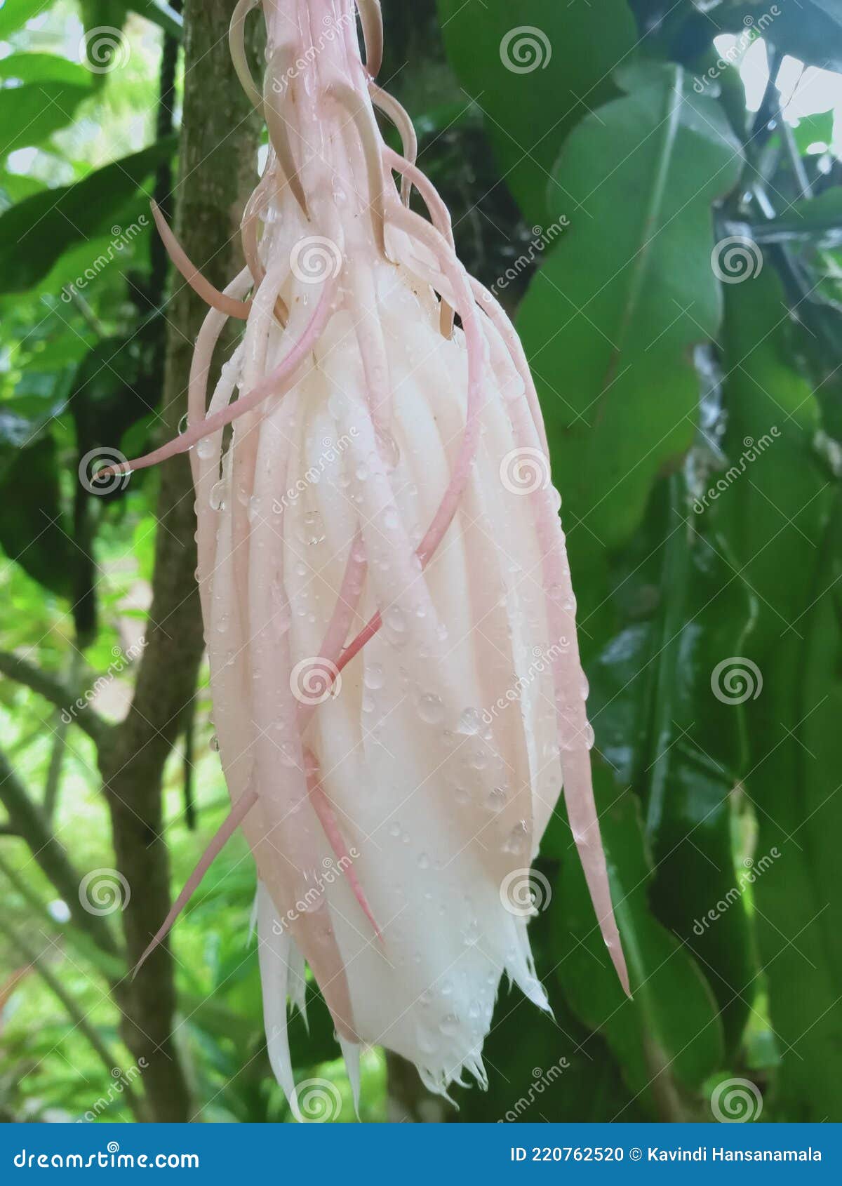 This White Flower is Called Kadupul. Stock Photo - Image of night ...