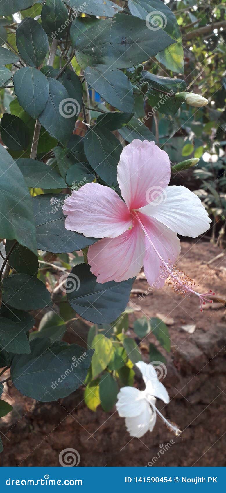 White flower stock photo. Image of white, chembarathi - 141590454