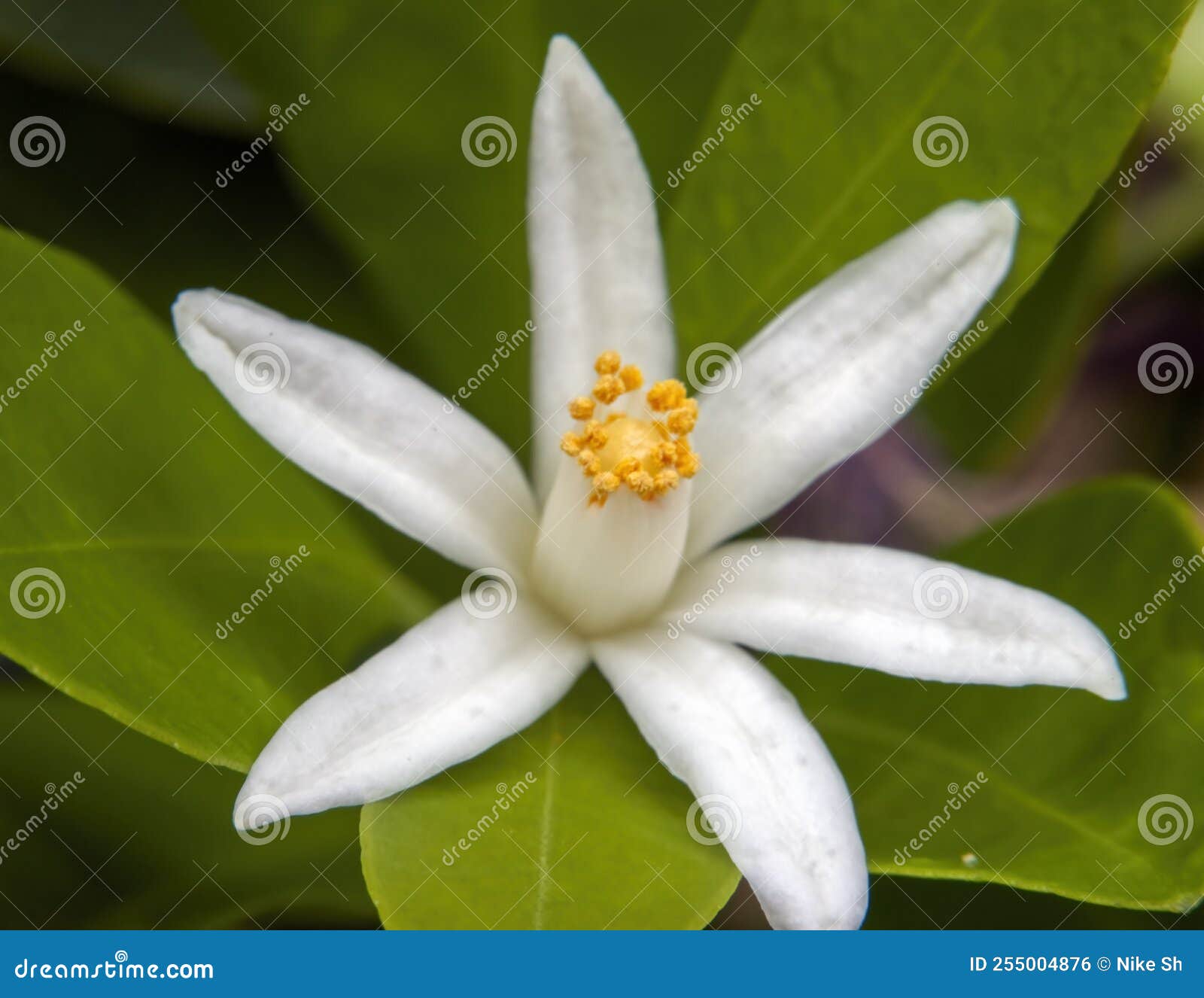 White lime flower stock photo. Image of fruit, branch - 255004876