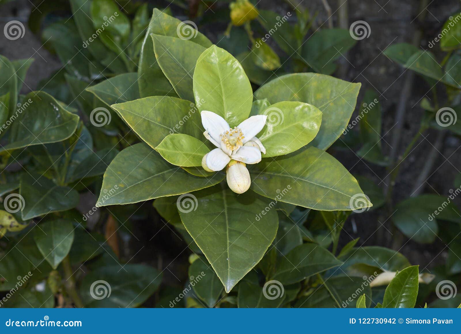 Blossom of Citrus Maxima Plant Stock Photo - Image of leaves, branch ...