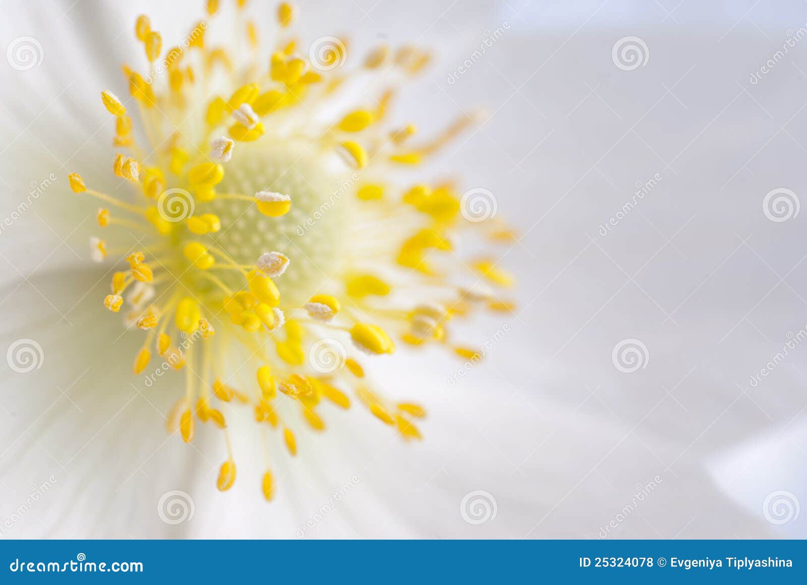 White flower , close-up stock photo. Image of border - 25324078
