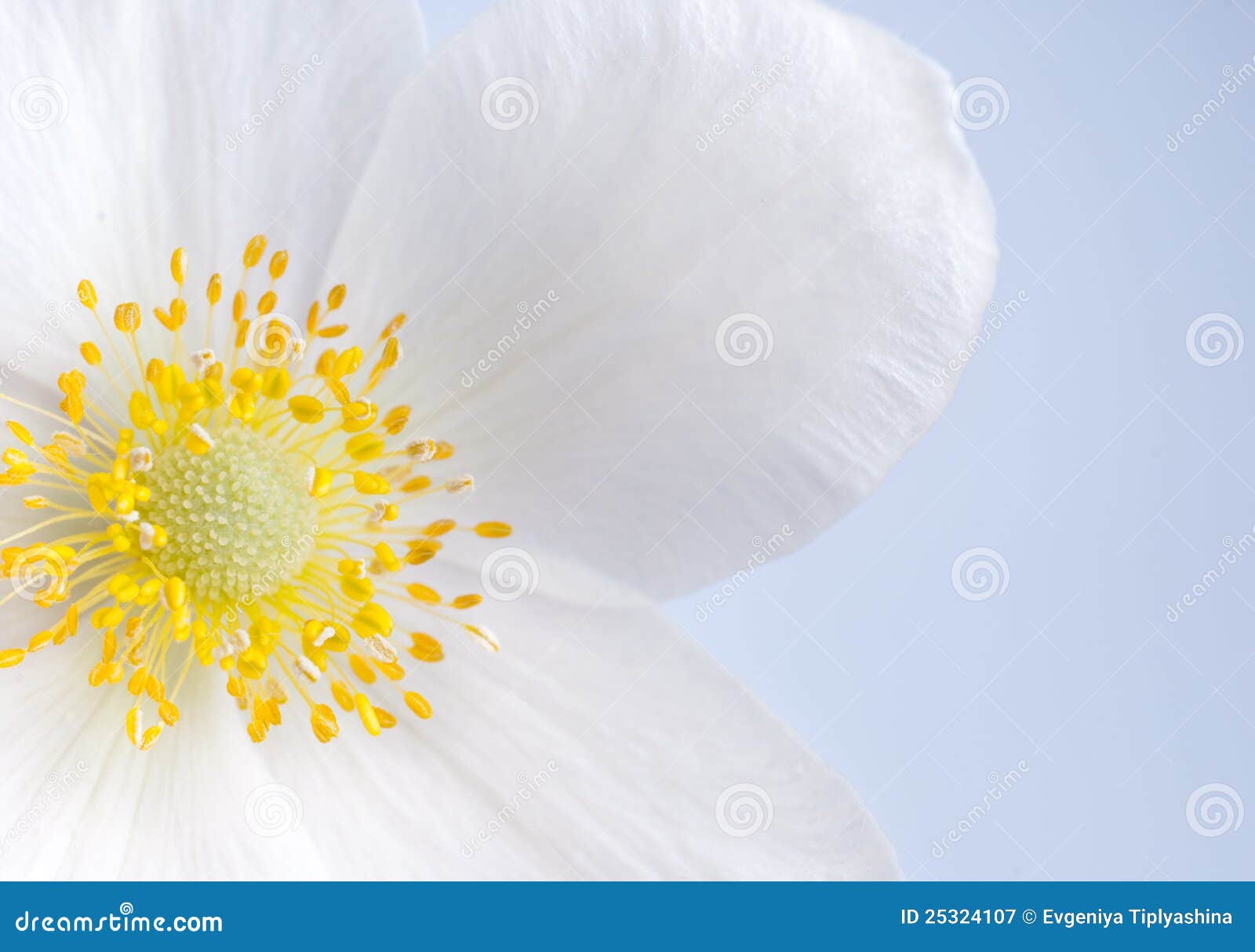 White flower , close-up stock image. Image of aromatic - 25324107