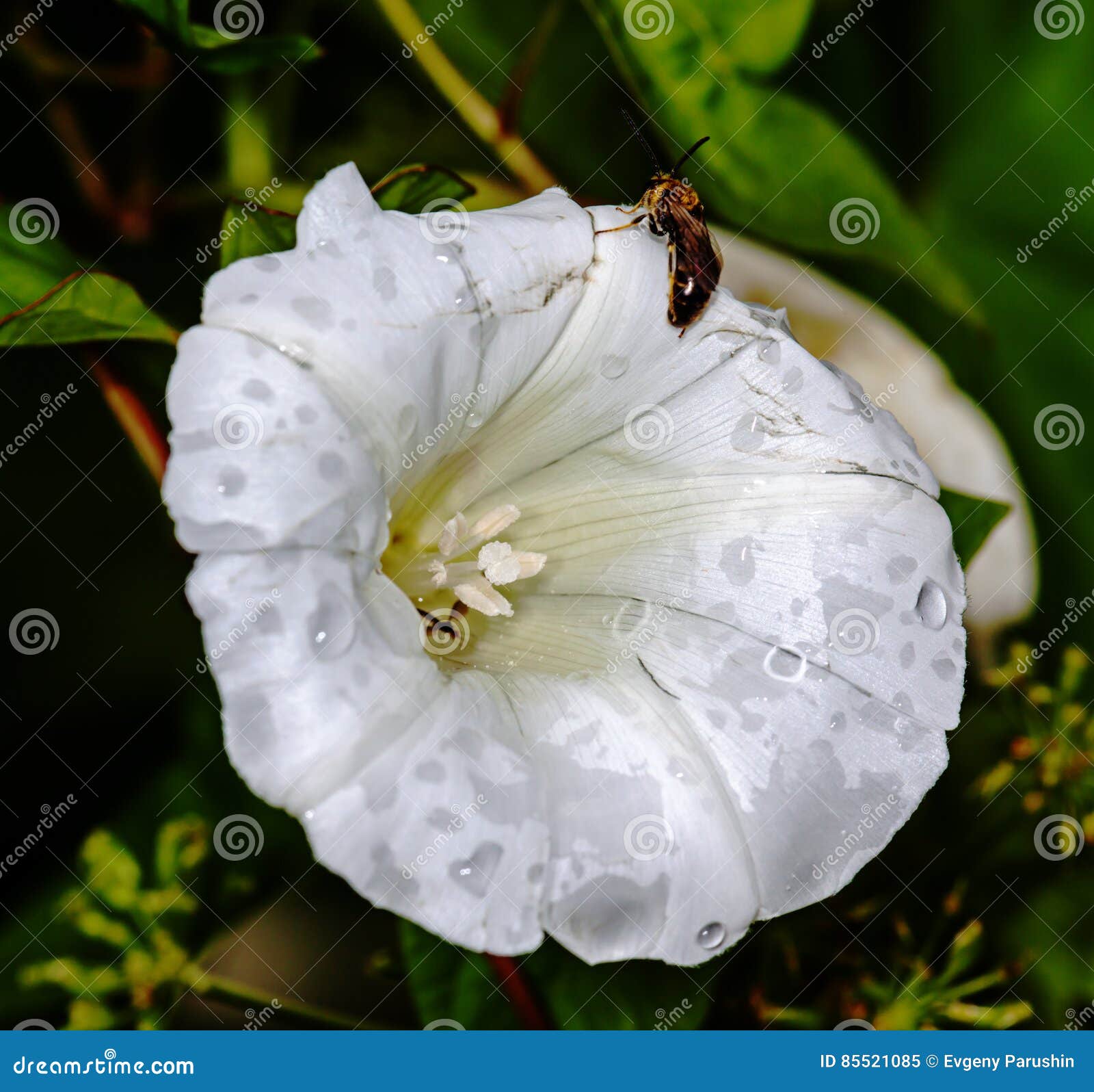 White Flower Convolvulus Arvensis Stock Image - Image of white, bright ...