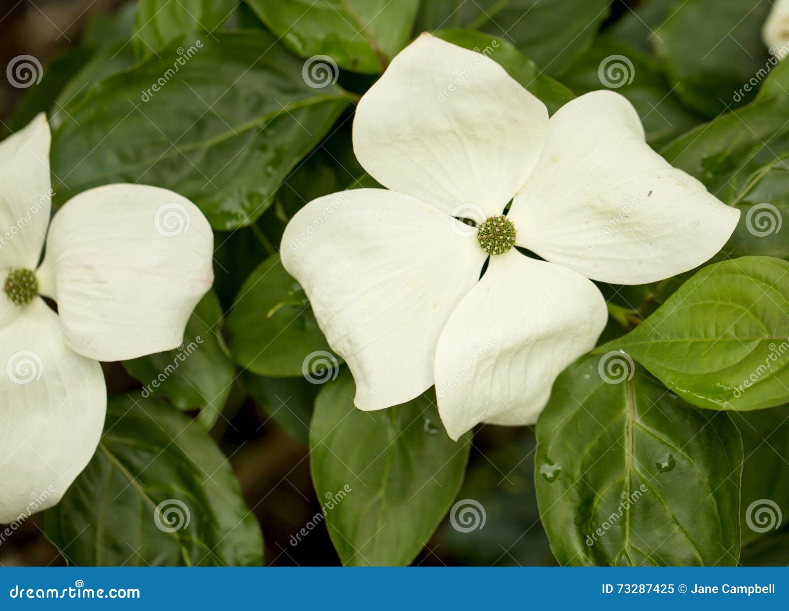 White Flower. stock image. Image of floral, close, gardens - 73287425