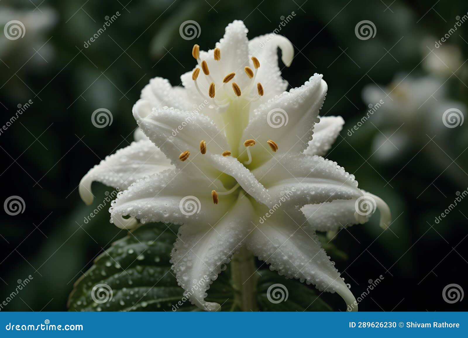 A White Flower Covered in Dewdrops. AI Generated Stock Illustration - Illustration of closeup ...