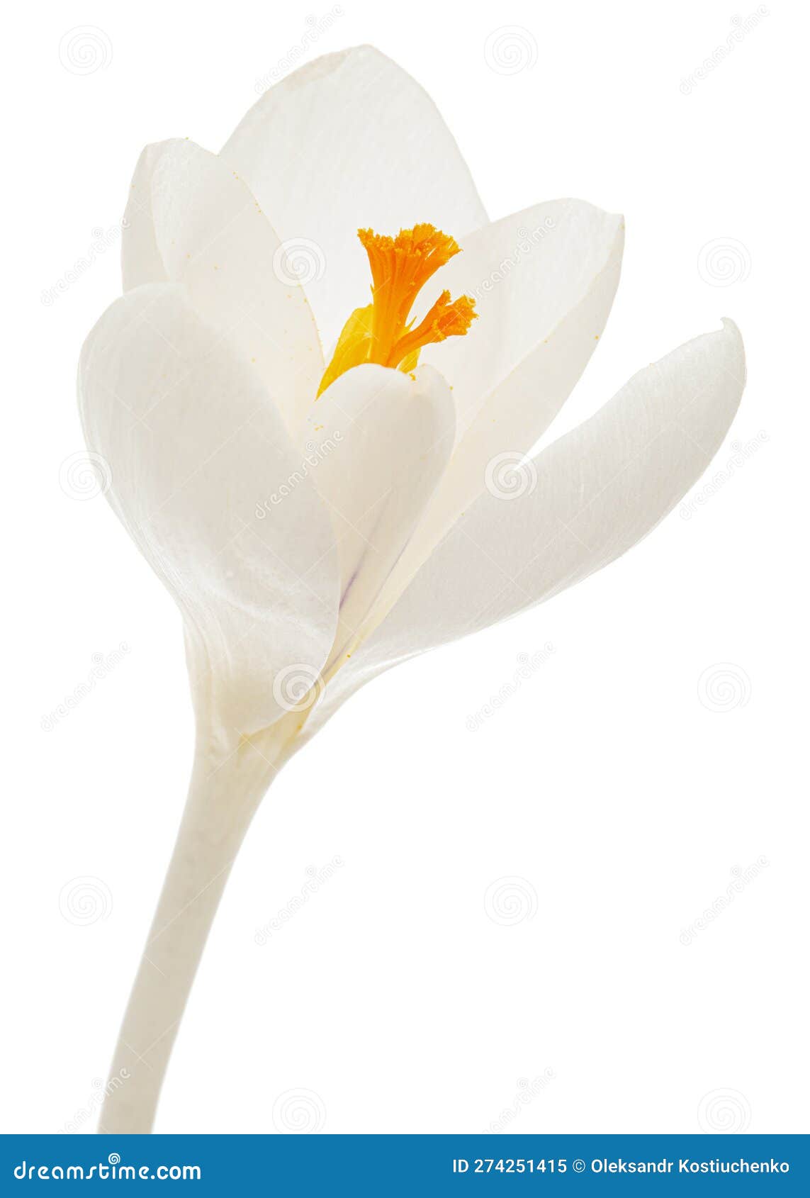 White Flower of Crocus, Isolated on White Background Stock Image ...