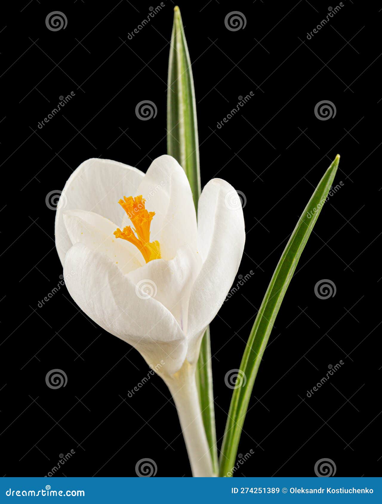 White Flower of Crocus, Isolated on Black Background Stock Image ...