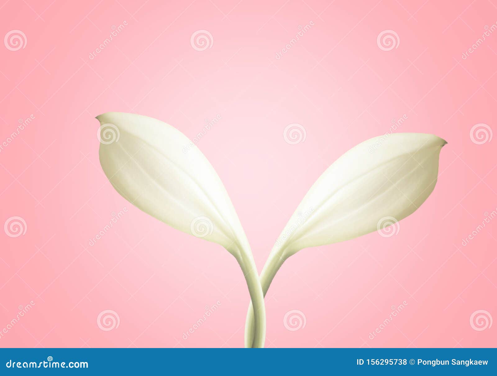 White Flower Crossing on Pink Pastel Background Stock Photo - Image of ...