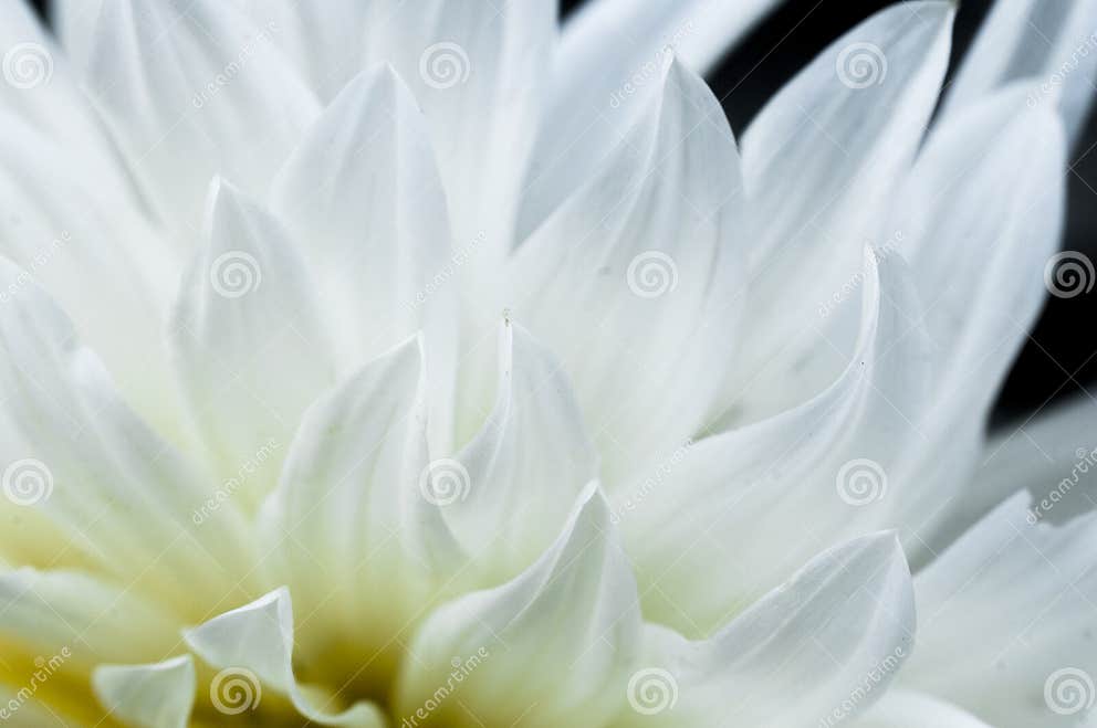 White Flower Abstract Background Stock Photo - Image of single, green ...