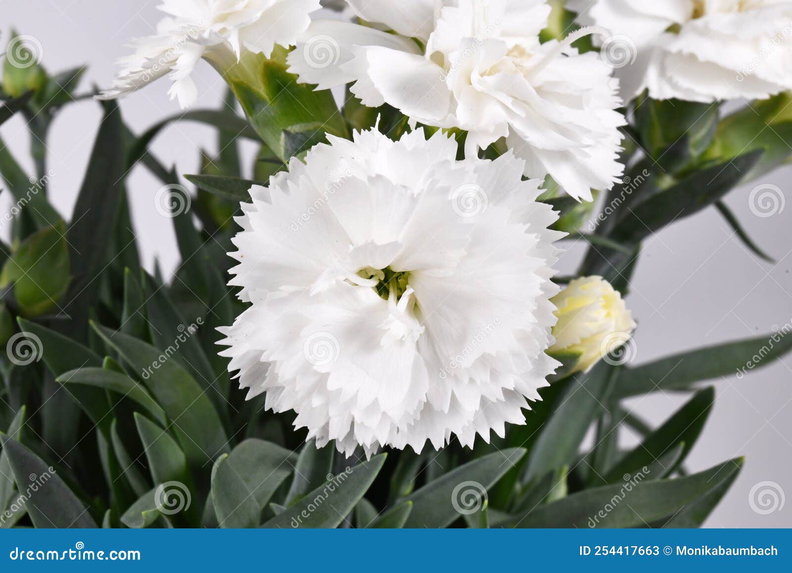 White Dianthus flower stock image. Image of flower, detail - 254417663