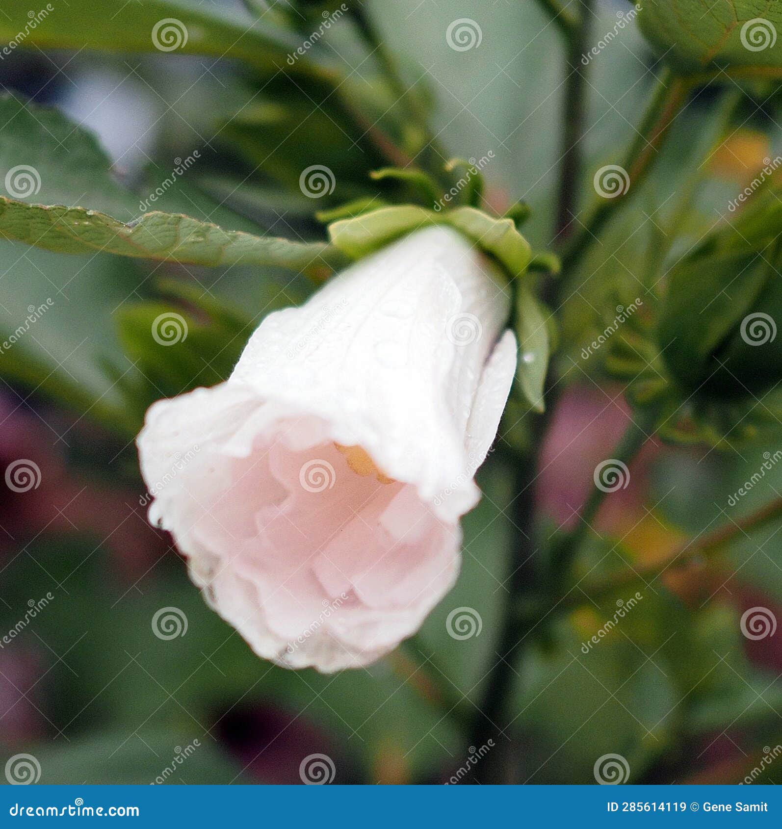This White Flower is Drooping in the Garden. Stock Image - Image of ...