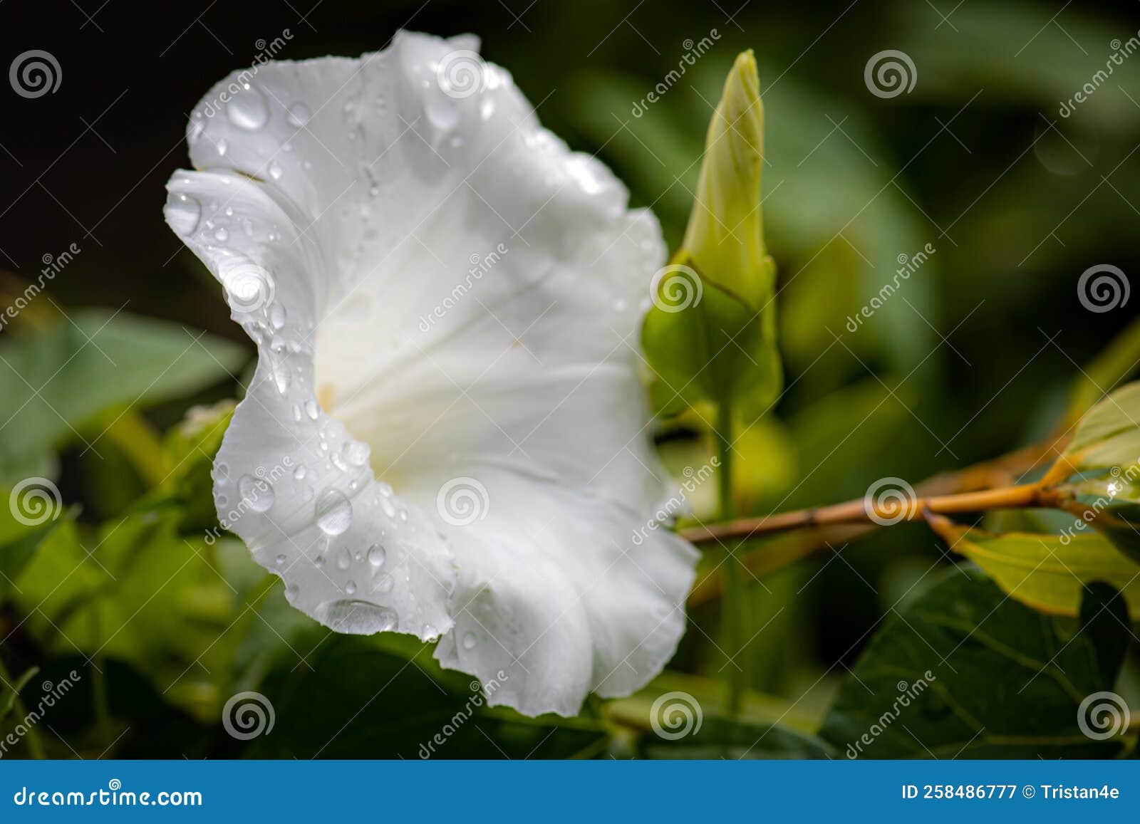 White Flower with Drops of Water Dew Stock Image - Image of flowers ...