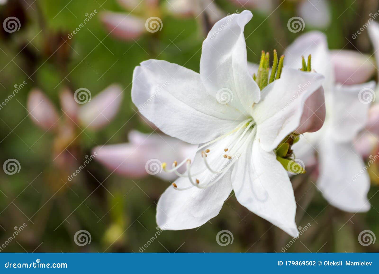 White Flower Early Blooming Rhododendron Stock Photo - Image of bell ...