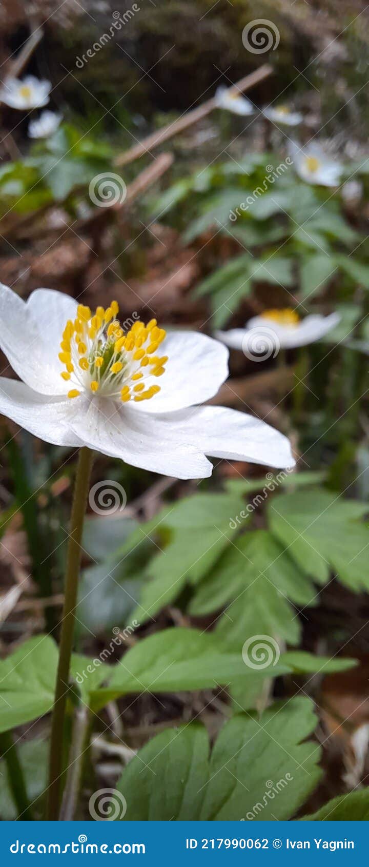 White flower en forest stock photo. Image of blossom - 217990062