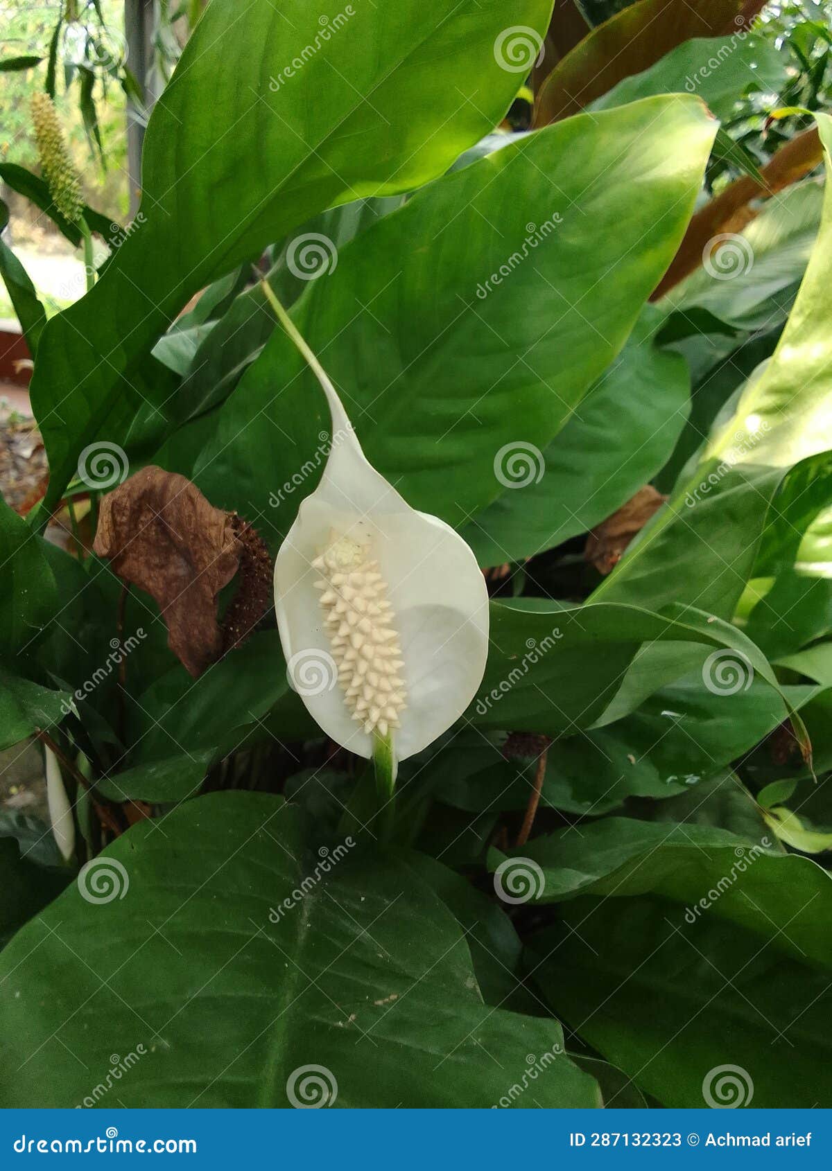 White Flower is Eternal Love, Innocence, and Trust Stock Image - Image ...