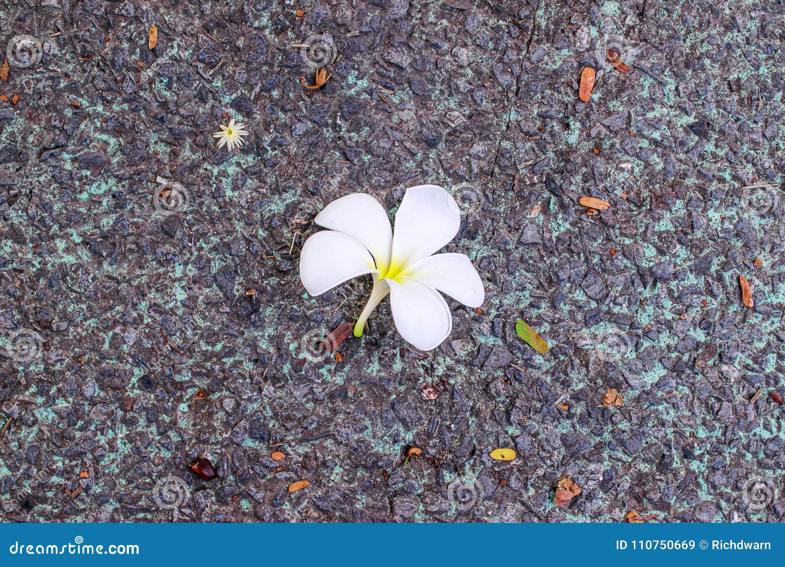 Flower fall to the ground stock image. Image of bright - 110750669