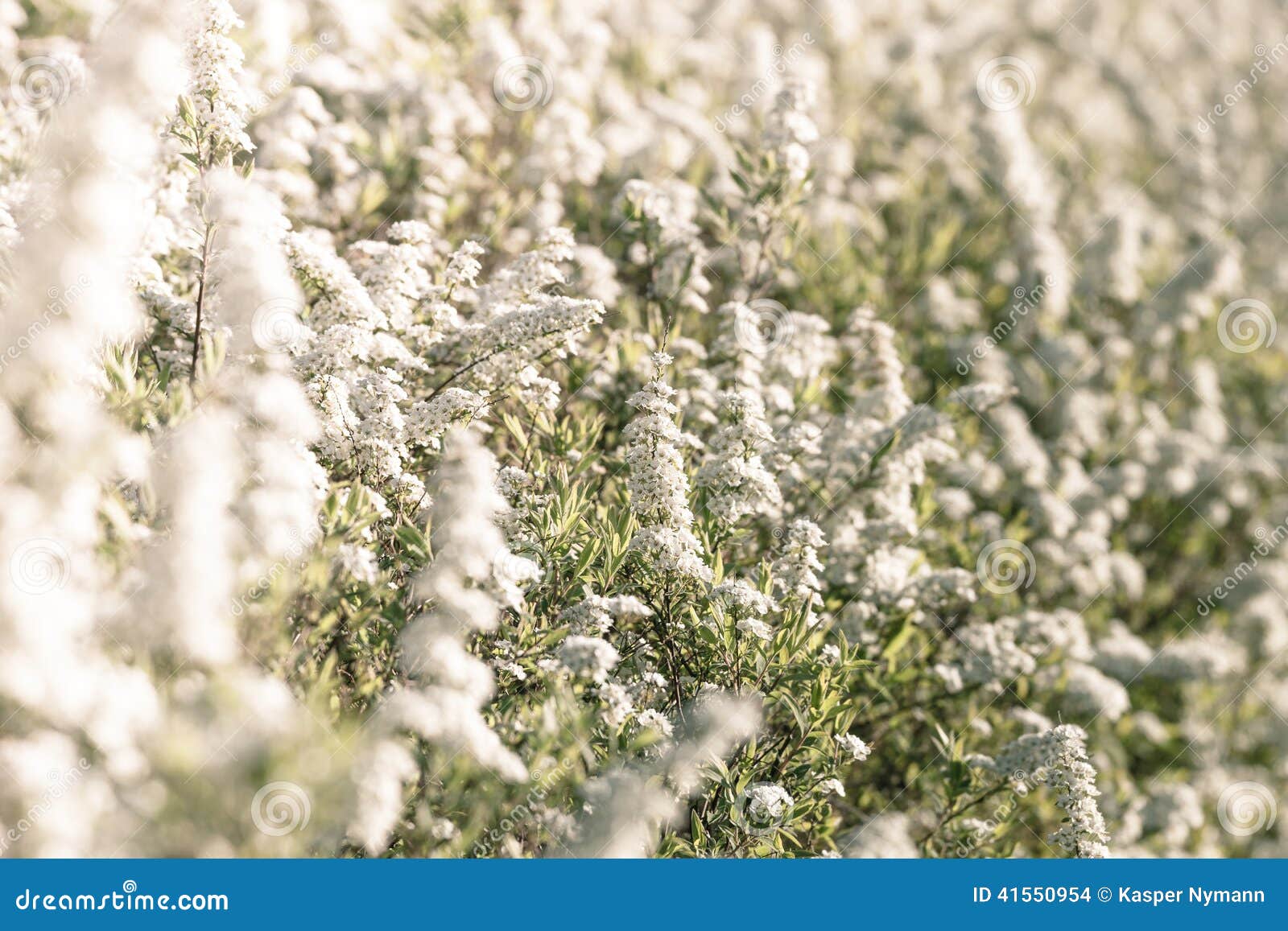 White Flower Field at Springtime Stock Photo - Image of color, bloom ...