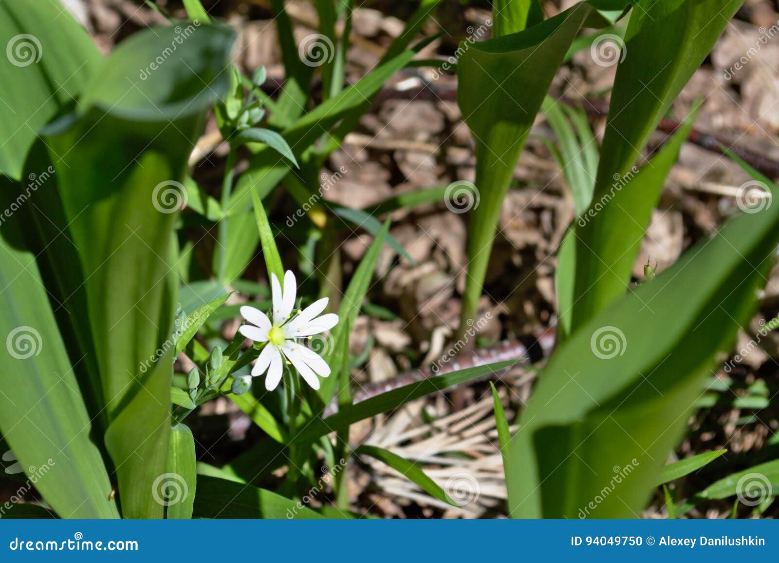 White Flower in the Forest. Stock Photo - Image of lily, stem: 94049750