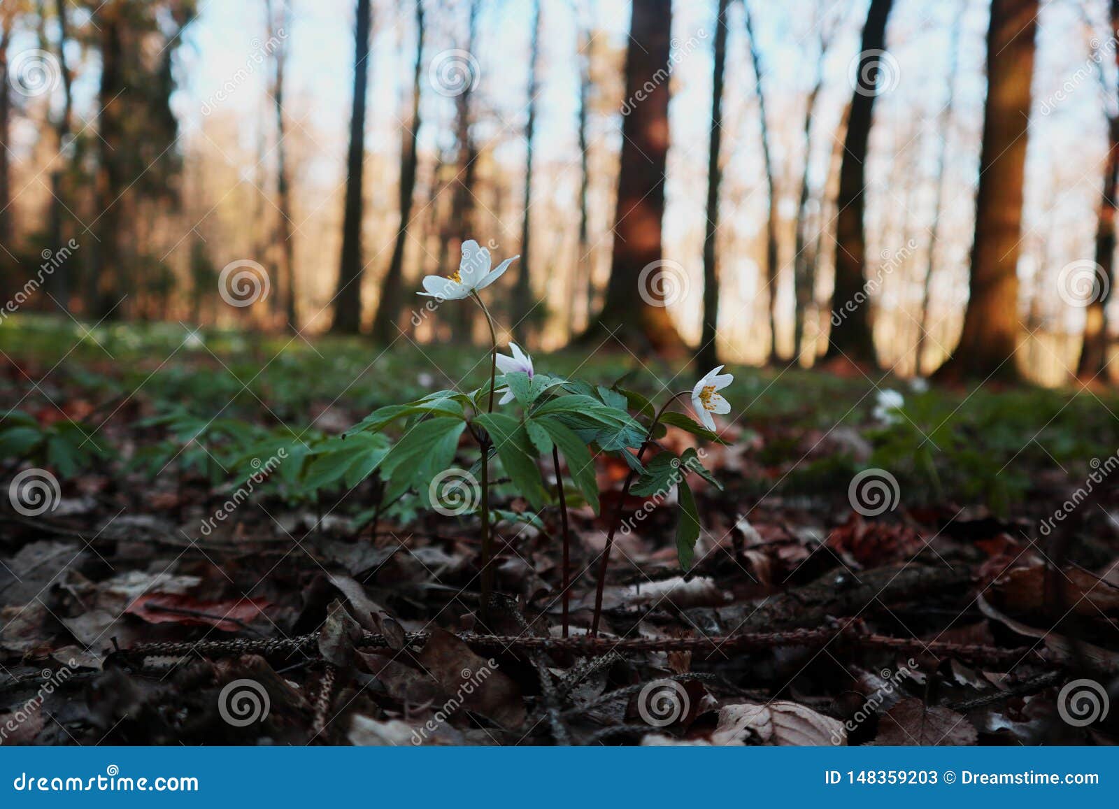 White Flower in the Forest 2 Stock Image - Image of forest, tree: 148359203