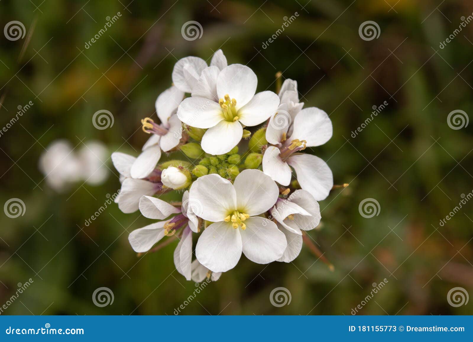 White flower in the forest stock image. Image of background - 181155773