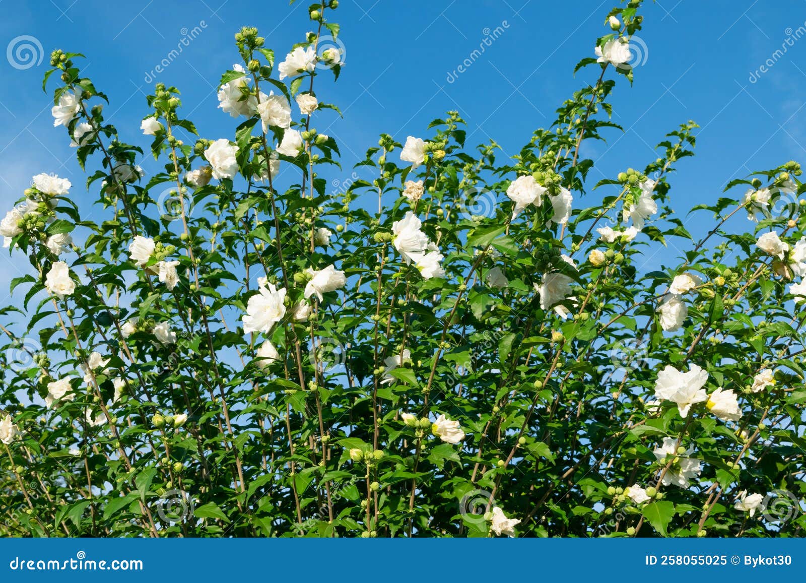 White Flower in the Garden Against the Blue Sky. Stock Image - Image of ...