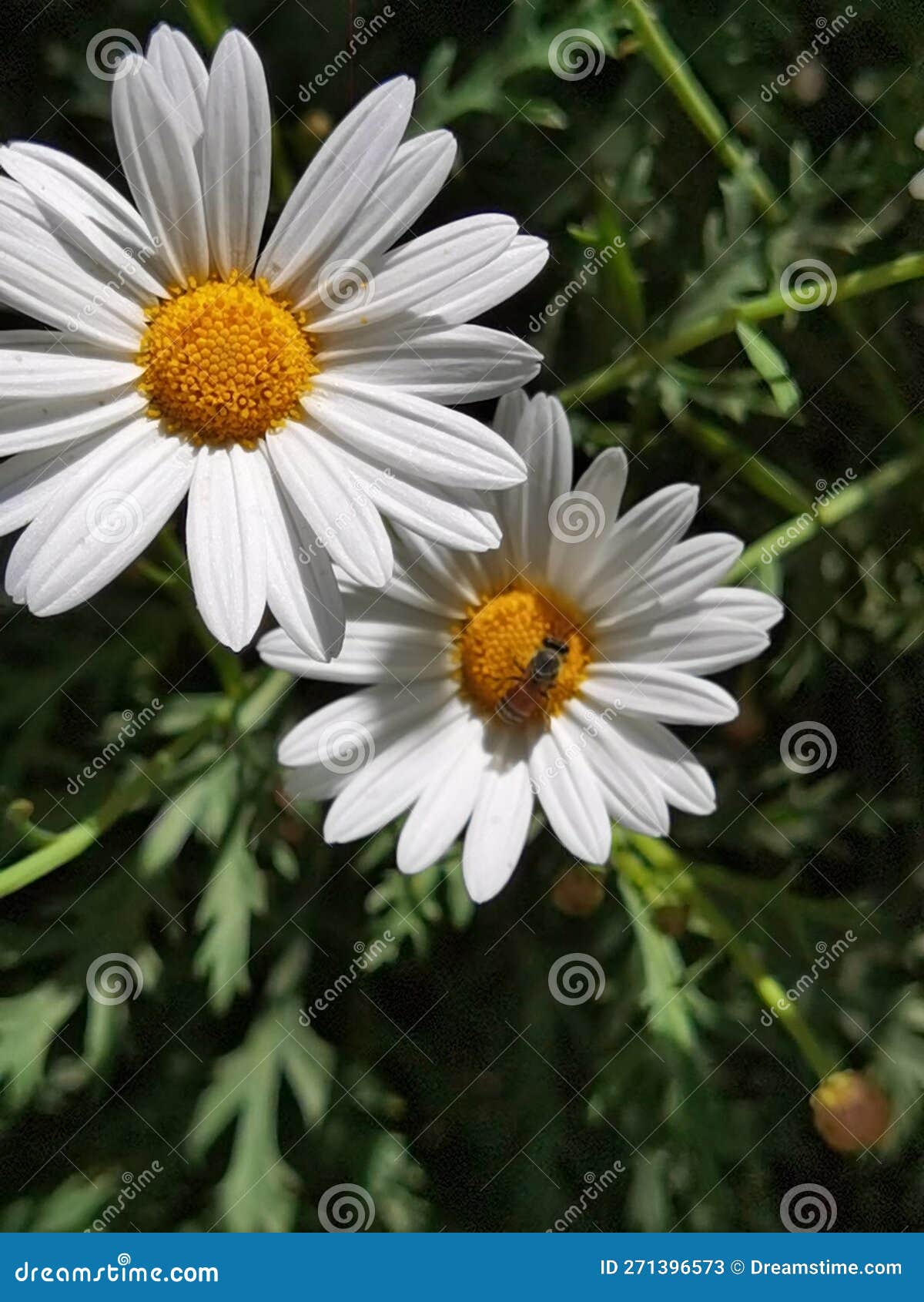 White Flower in garden stock image. Image of daisy, nature - 271396573