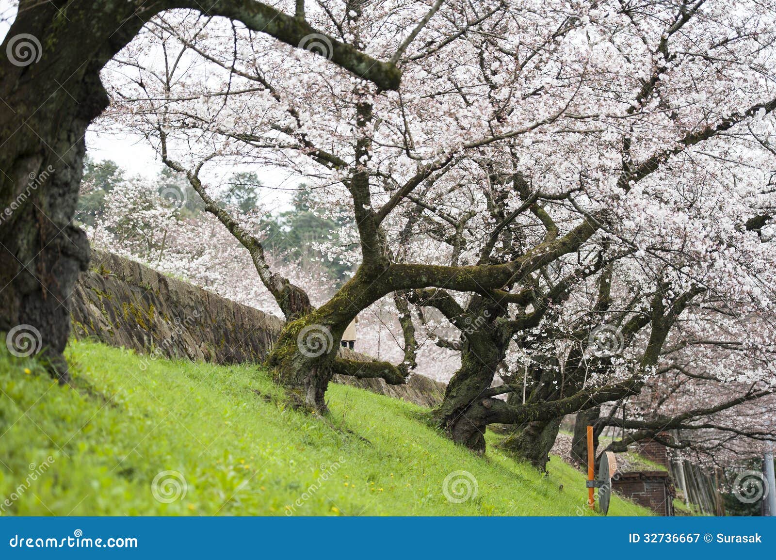 White Flower Garden in Japan Stock Image - Image of blue, japan: 32736667