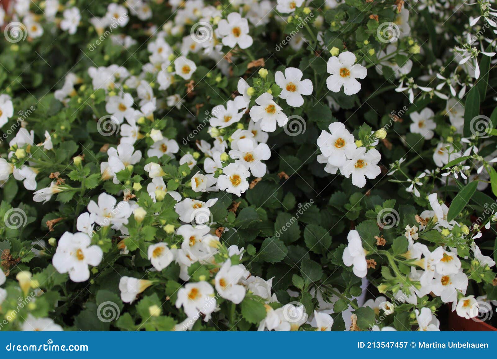 White flower in the garden stock image. Image of bloom - 213547457