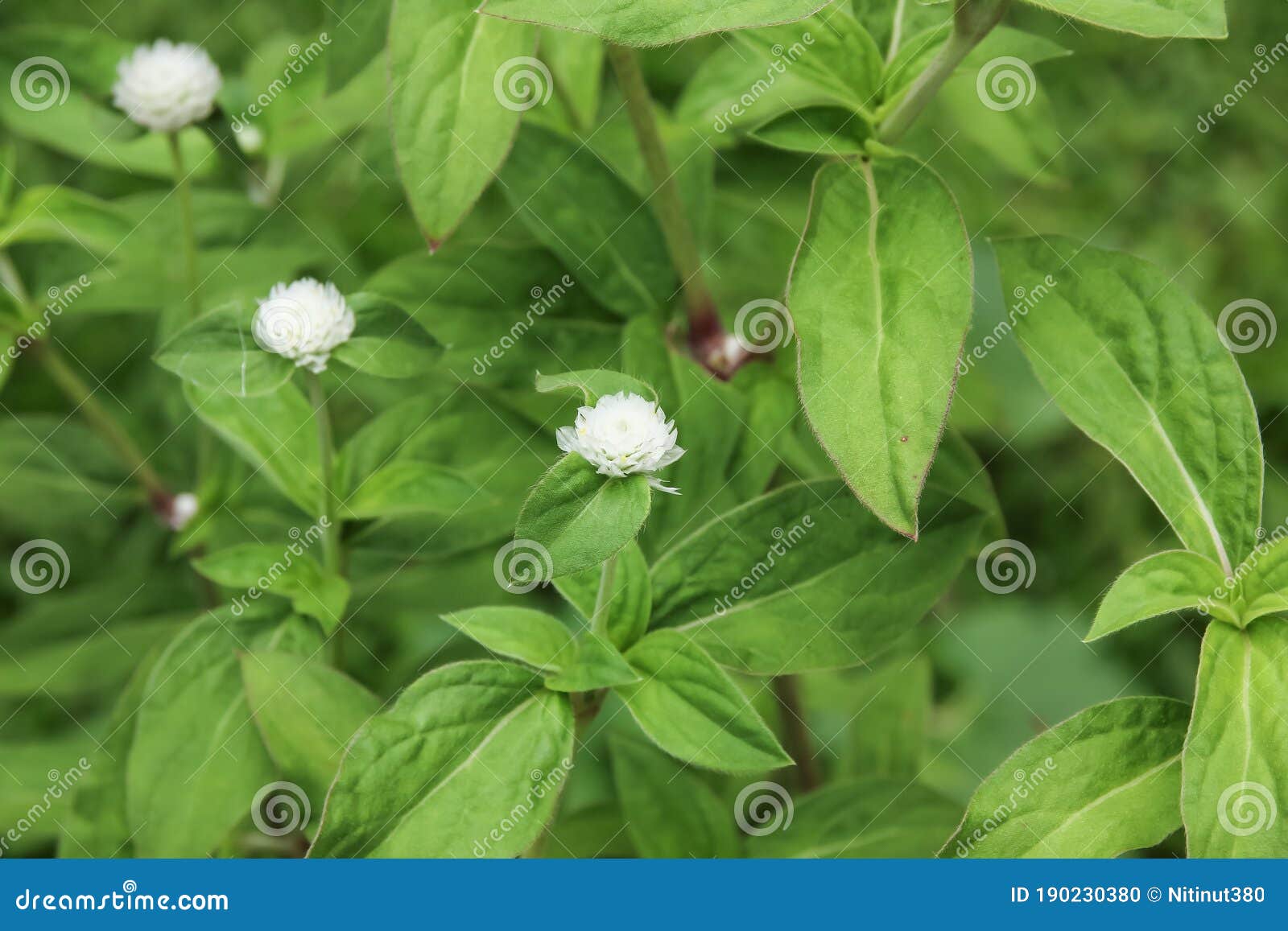 White Flower or Gomphrena Globosa Flower Stock Photo - Image of summer ...