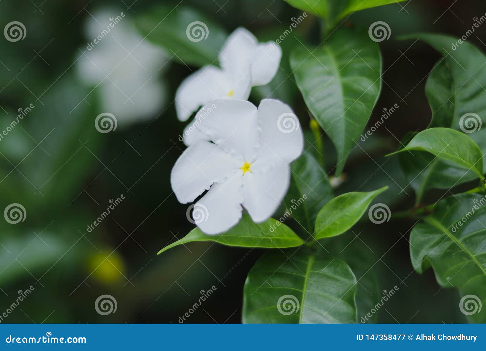 White Flower on Green Background Stock Image - Image of bagrount ...