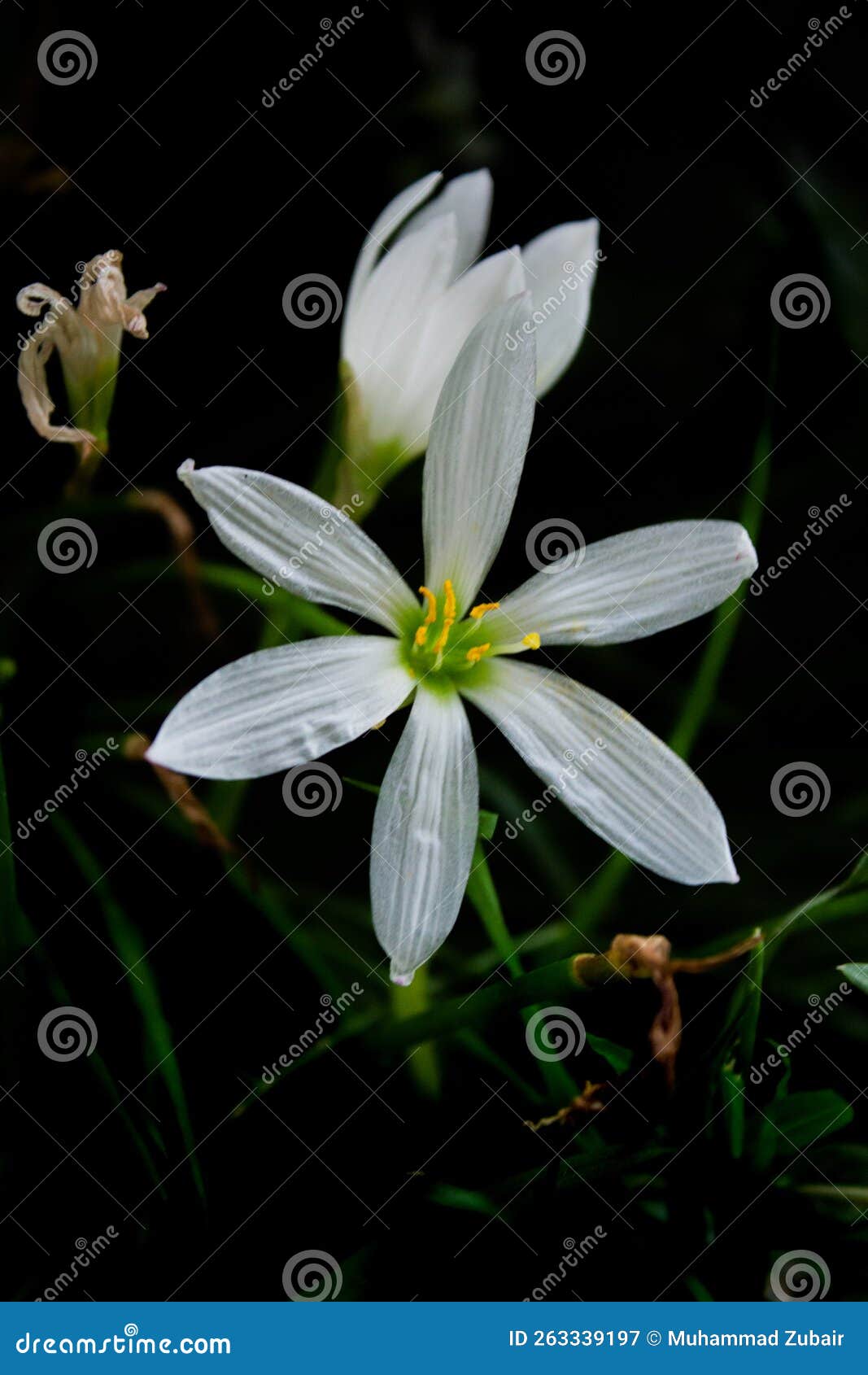 White Flower with Green Background Stock Image - Image of nature, shrub ...