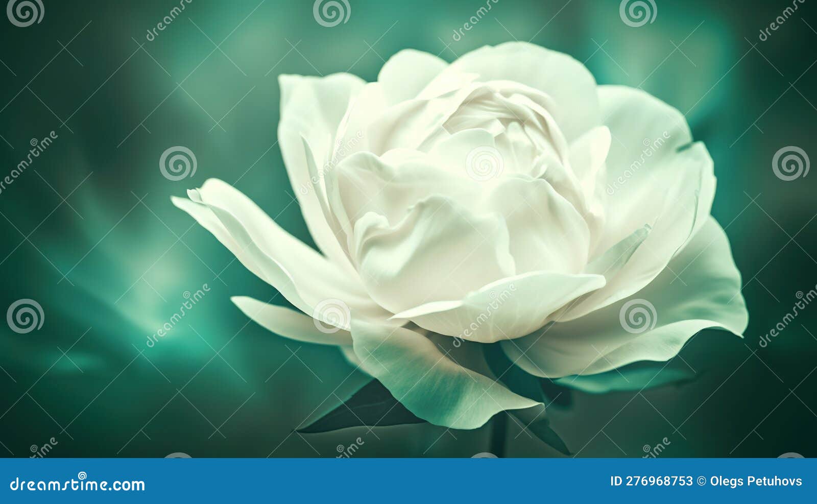 A White Flower with a Green Background is in the Foreground Stock ...