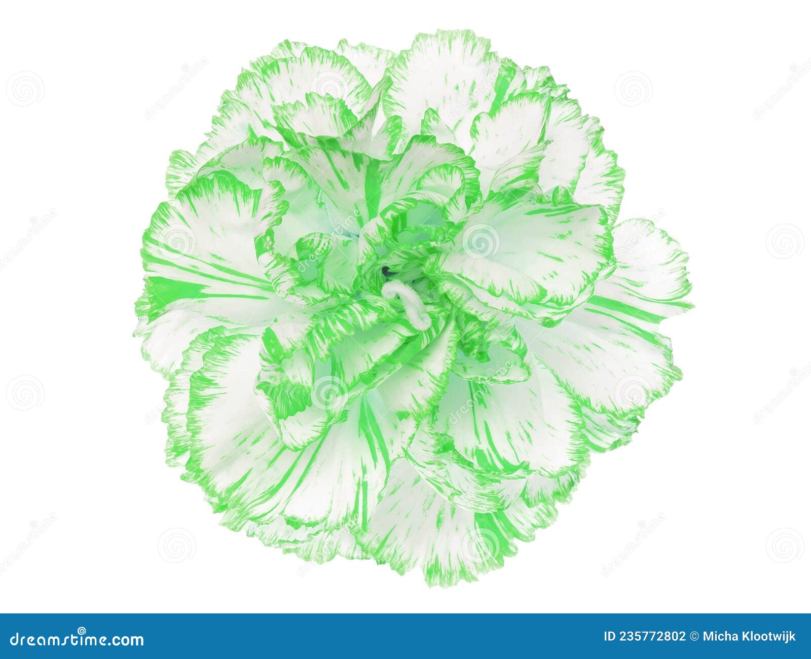 White Flower with Green Edges Stock Illustration - Illustration of ...