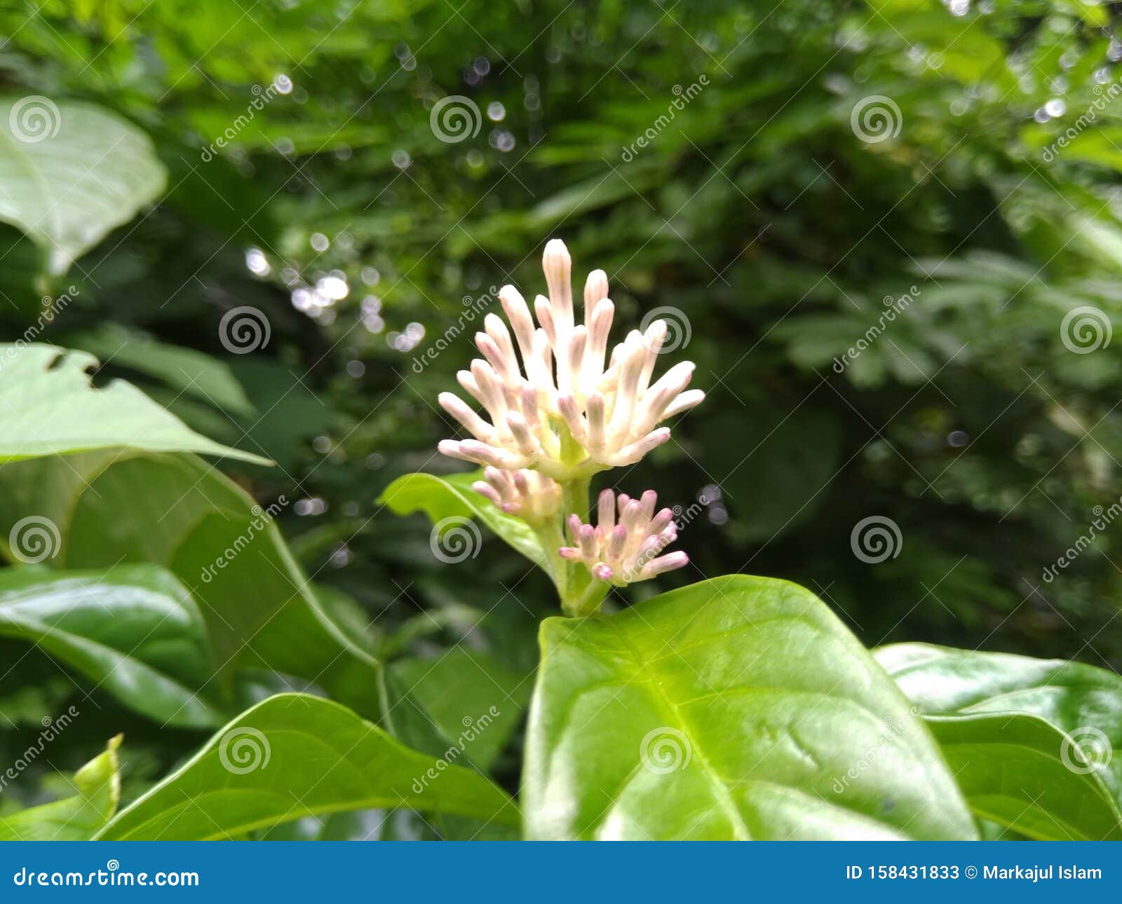 White Flower with Green Leaf at Night. Nice Forest Stock Image - Image ...