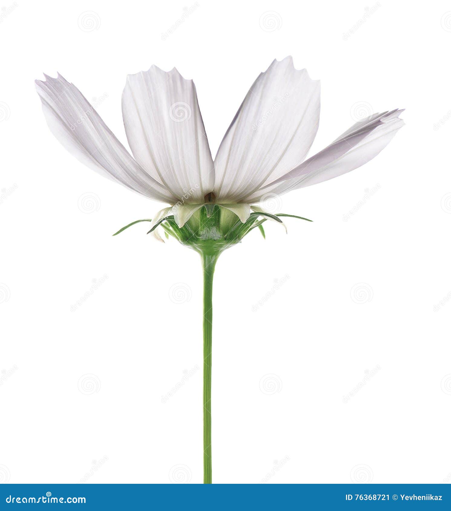 White Flower with Green Stem on a White Background Stock Image - Image ...