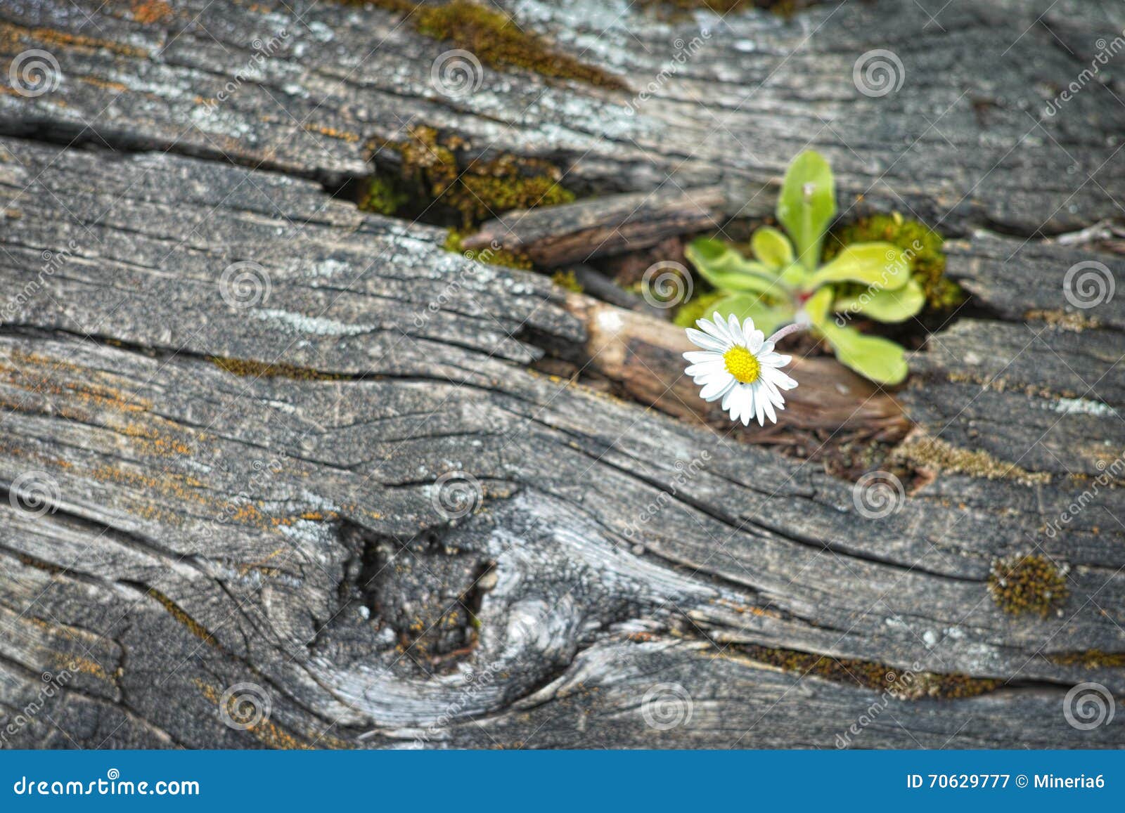 White Flower Growing on Timber Stock Image - Image of flower, rural ...