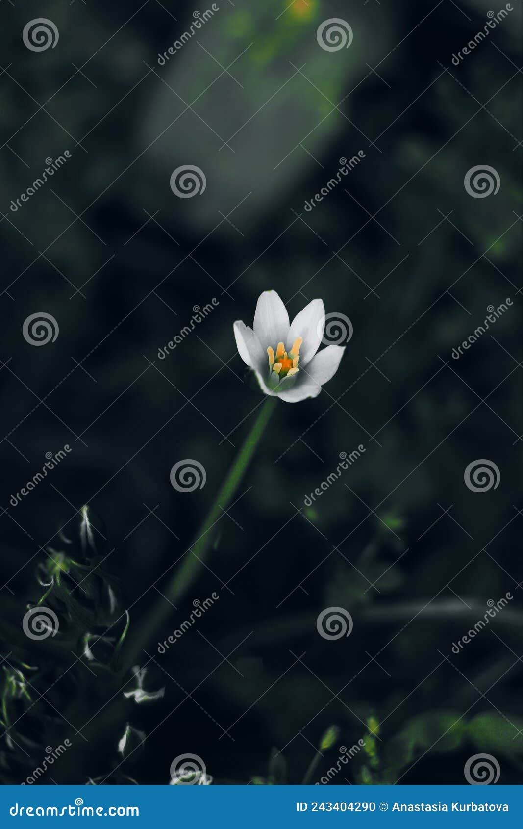White Flower Grows in the Forest Stock Photo - Image of nature, leaf ...