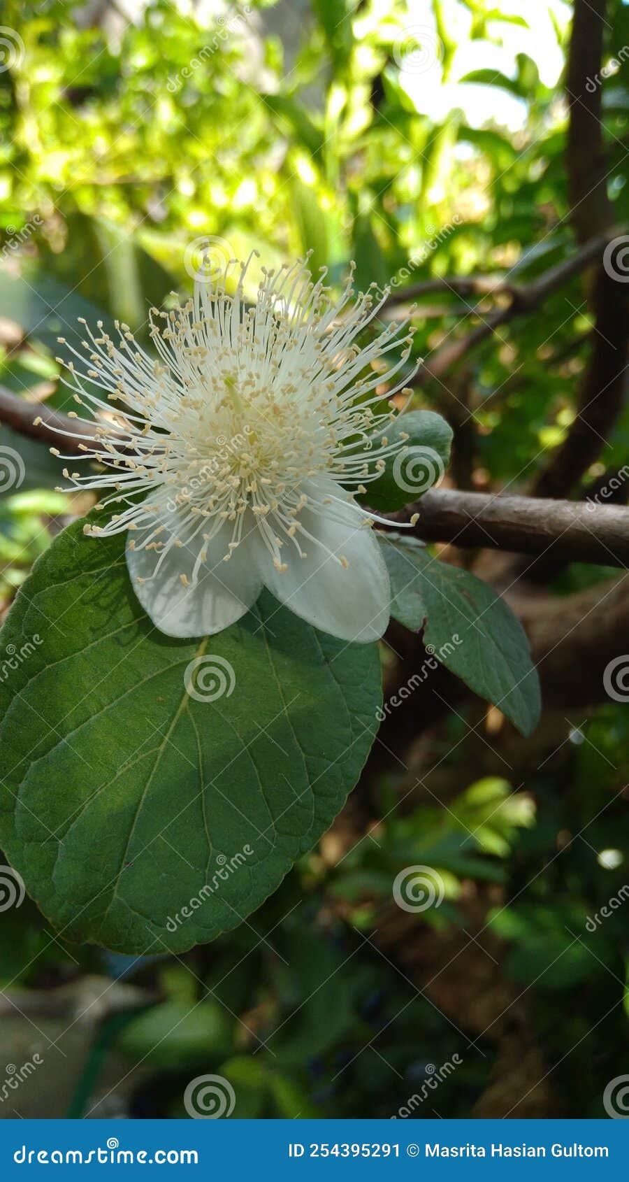 White Flower of Guava Klutuk Fruit Stock Image - Image of guava, flower ...