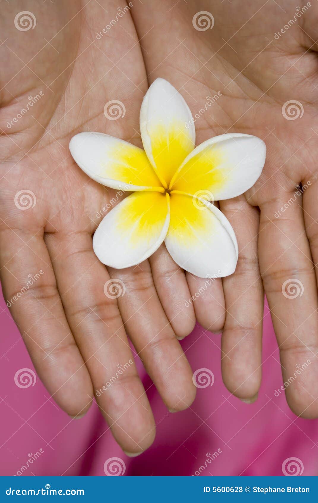 White Flower in Hands stock photo. Image of hand, caring - 5600628