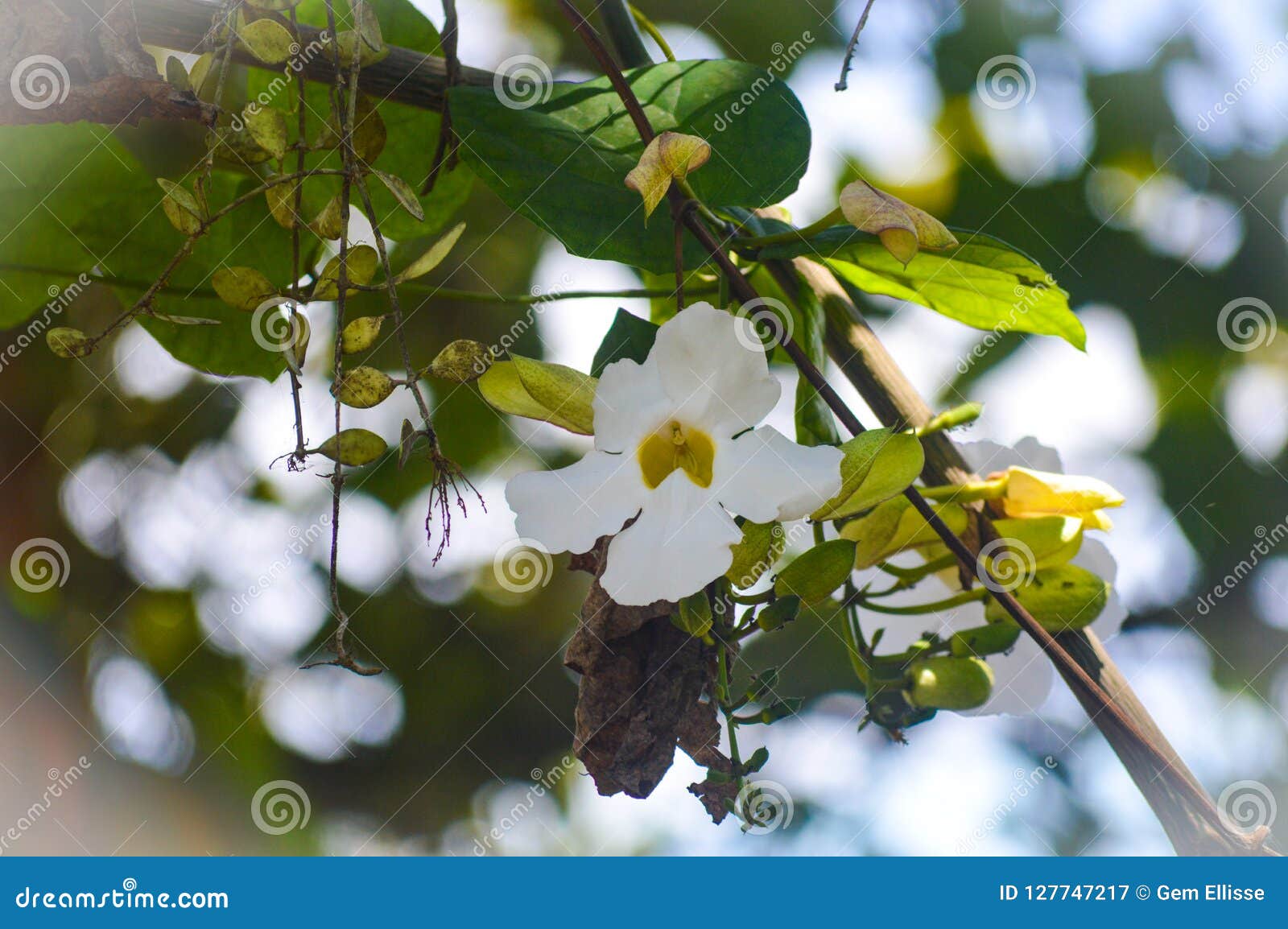 White Flower Hanging from the Tree Stock Image - Image of tree, flower ...