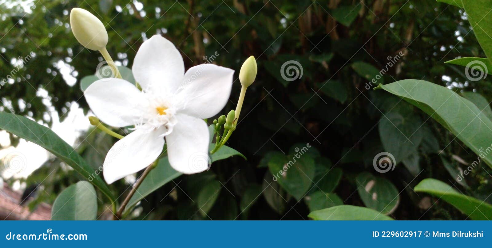 White Flower (Idda) (Wrightia Antidysenterica) Stock Image - Image of ...