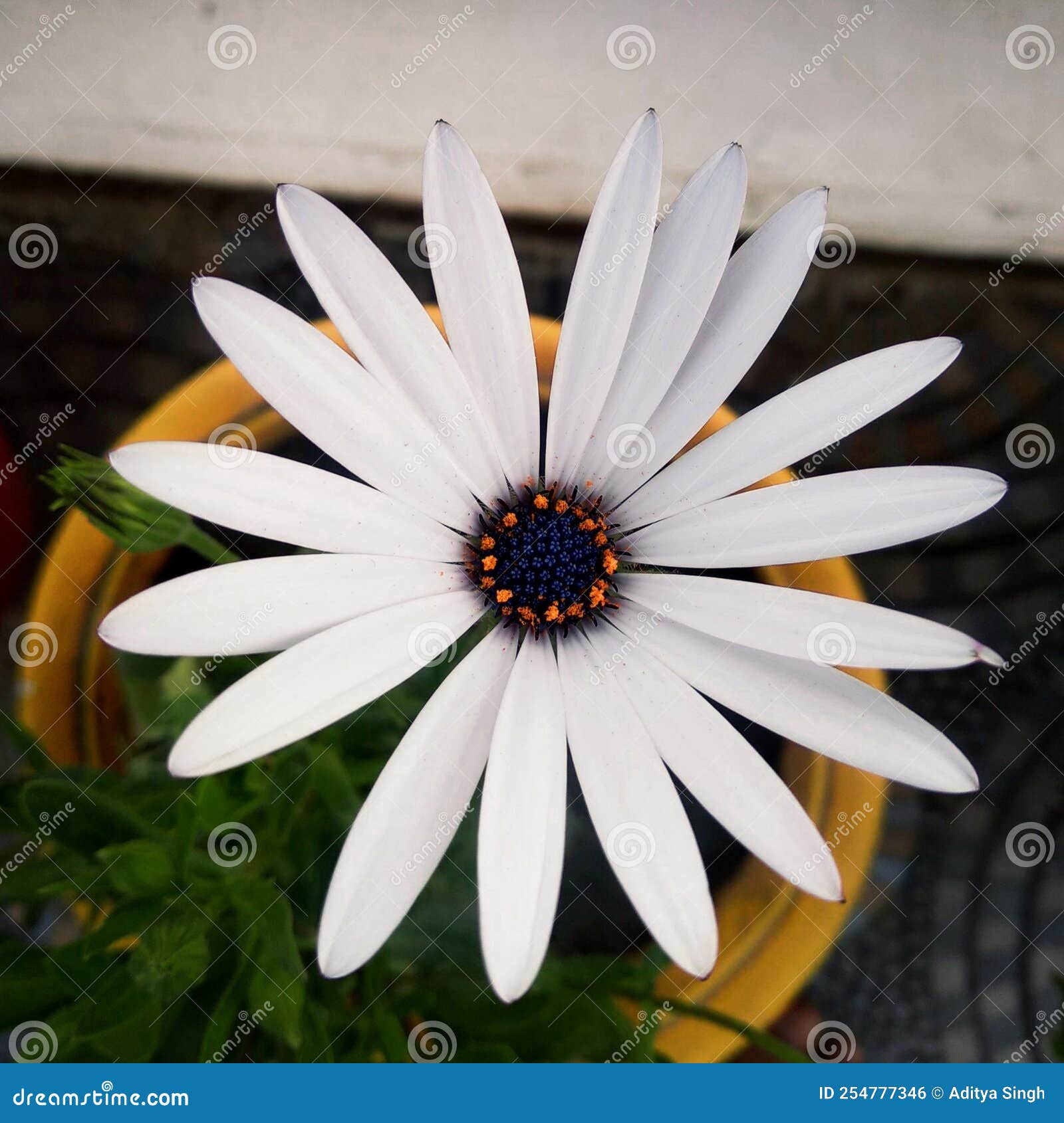 White Flower Image Wallpaper Jpeg Stock Photo - Image of mobile, flower ...
