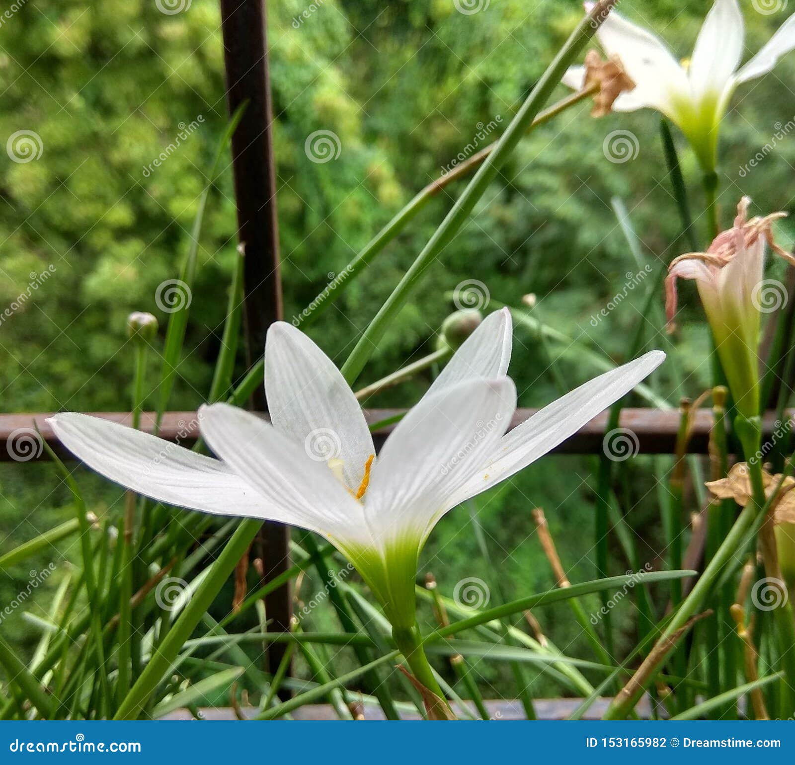 White flower India stock photo. Image of lily, village - 153165982